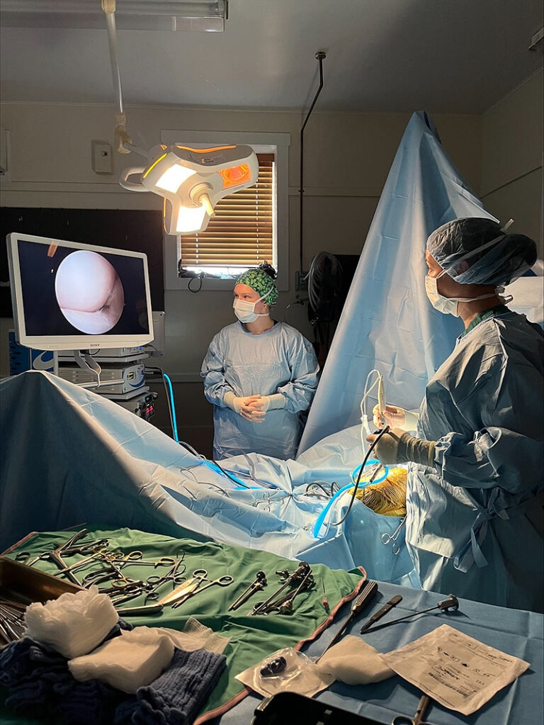 Equine Surgery - Hospitalization, Colic, Cuts, Infection, VA